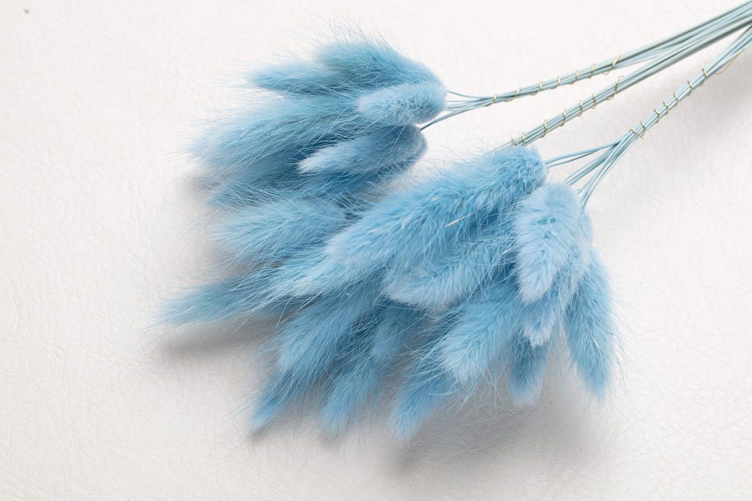 Bunny Tails, Dried Lagurus, Pastel Blau Color, Dried Grass, Rabbit Tails Bunch, White Decor ...