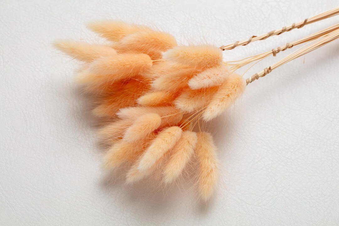 Bunny Tails, Dried Lagurus, Peach Color, Dried Grass, Rabbit Tails Bunch, White Decor, White ...