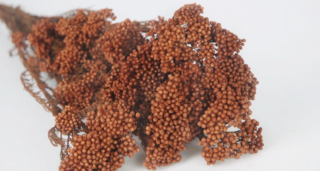 Preserved Rice Flower, Bundle, Dry Flower Bunch, Vase Filling, Dried ...