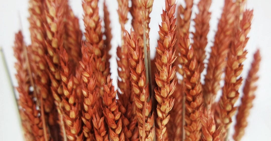 Dried Wheat, Bunch, Siana Color, Wedding Decoration, Rustic, Bouquets ...
