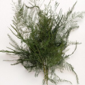 Preserved Asparagus Fern, Pot Plant, Greenery Centerpiece, Evergreen ...