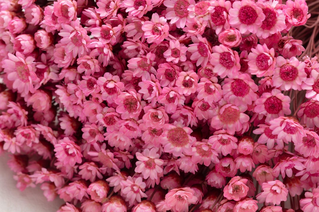 Glixia Flowers, Big Glixia, Dried Flowers, Light Pink Color, Bouquet of ...