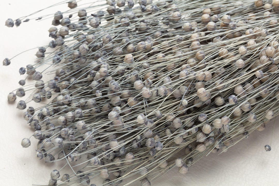 Dried Linum, Gray Color, Linum Bunch, Dried Flax Bunch, Natural Dried ...
