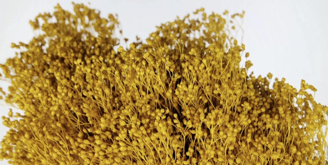 Preserved Broom Bloom, Saffron Yellow Color, Dried Flowers, Decoration ...