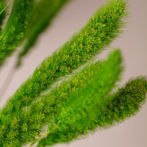 Setaria, Preserved Setaria, Spring Green, Setaria Pendula, Setaria ...