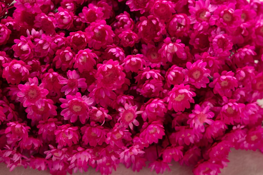 Glixia Dried Flowers, Magenta Color, Dried Flowers, Bouquet of Flowers ...
