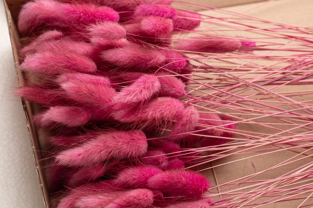 Purple Bunny Lagurus Tails, Bleached Dried Lagurus, Dried Grass, Rabbit ...