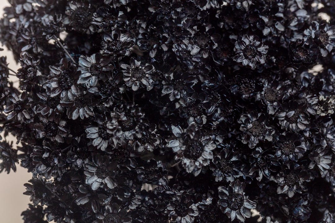 Glixia Dried Flowers, Black Color, Dried Flowers, Bouquet of Flowers ...