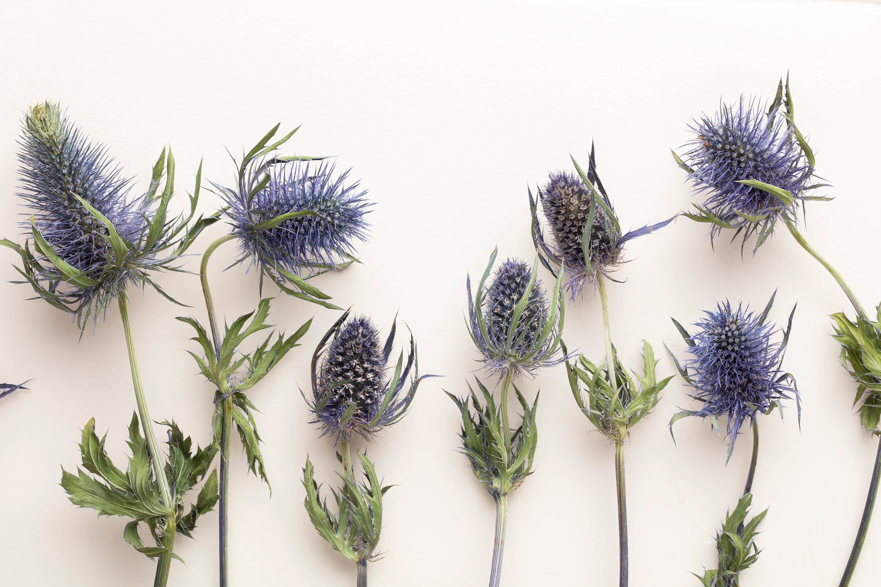 Dried Eryngium Natural Blue Thistle Dried Thistle Natural - Etsy Australia
