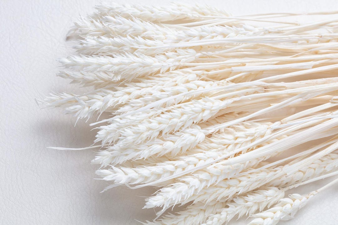 Dried White Wheat, Bleached White Color, Wedding Decoration, Rustic ...