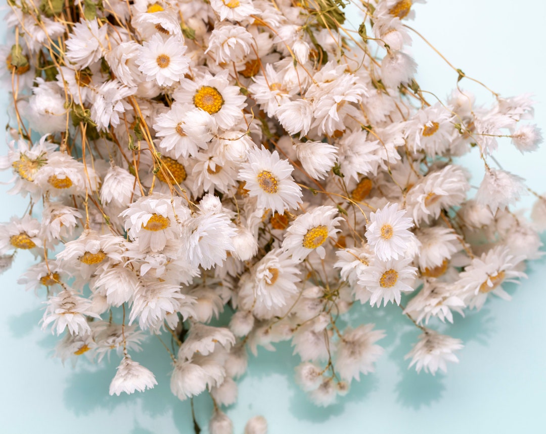 Ammobium, Dried White Daisies, Rodanthe Natural, Rustic Home Decor ...