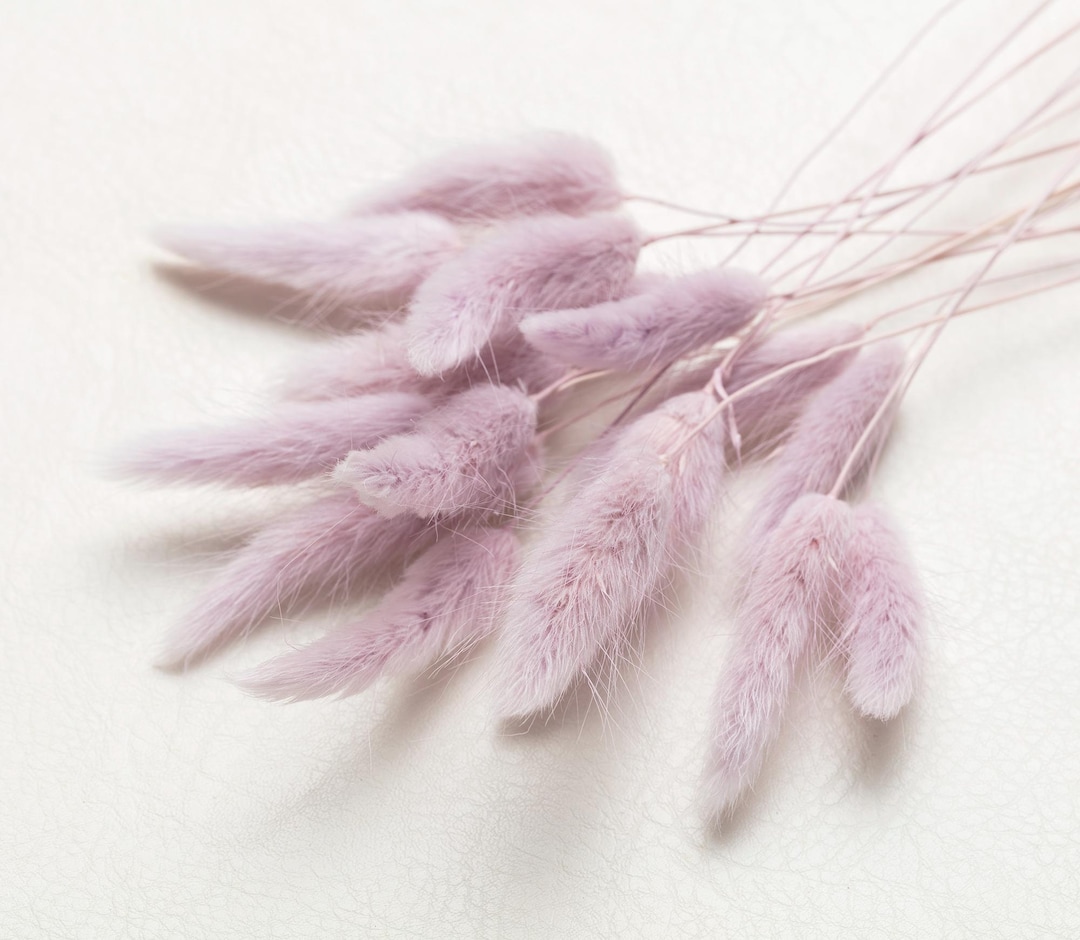 Alt Rosebunny Tails, Lagurus Tails, Bleached Dried Lagurus, Dried Grass ...