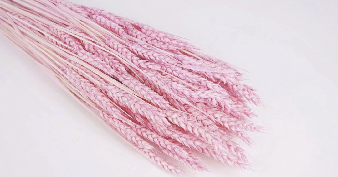 Dried Wheat, Bunch, Light Pink Color, Wedding Decoration, Rustic ...