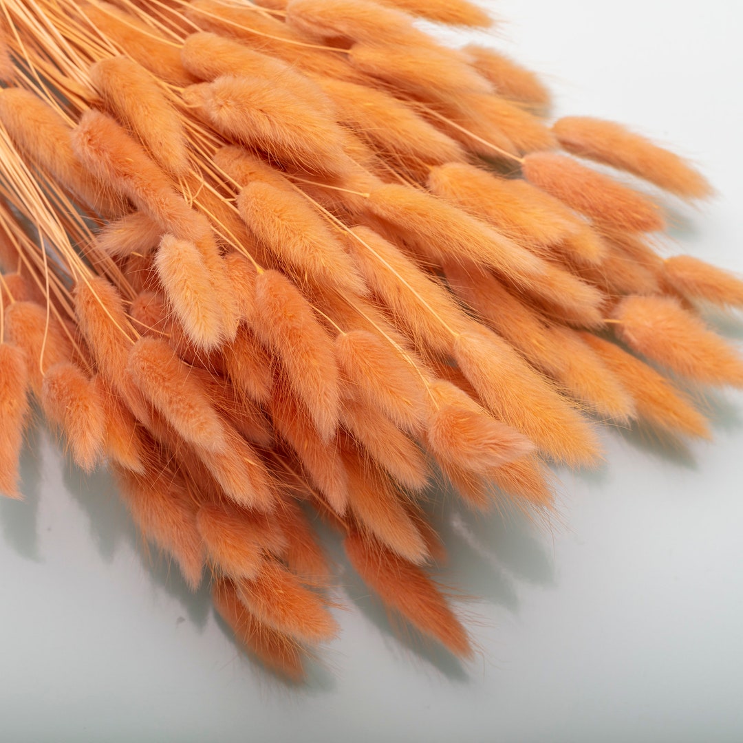 Dried Lagurus, Bunny Tails, Natural Dried Lagurus Grass, Wedding Flowers, Terracotta, Easter ...