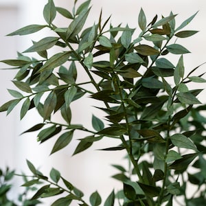 Green Preserved Ruscus, Bunch, Home Decor, Boho Wedding Decoration ...