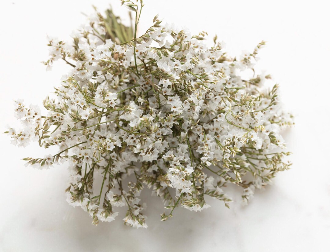 Limonium Sinensis White, Dried Flowers, 10 Real Stems, Natural Limonium ...