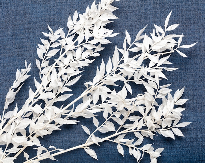 Preserved Ruscus, White Ruscus Preserved Stems Boho Wedding Decor 15 ...