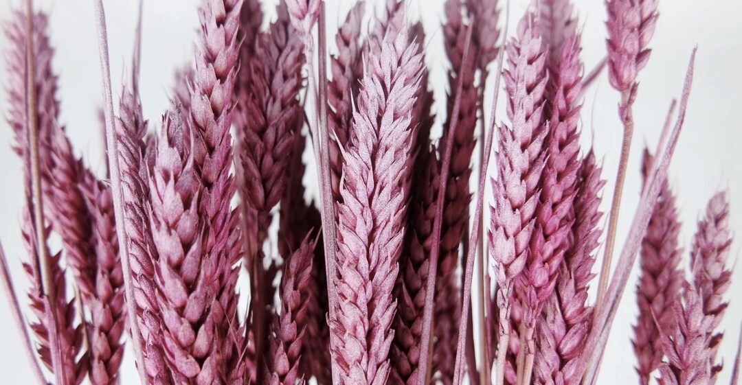 Dried Wheat, Bunch, Frozen Cassis Color, Wedding Decoration, Rustic ...