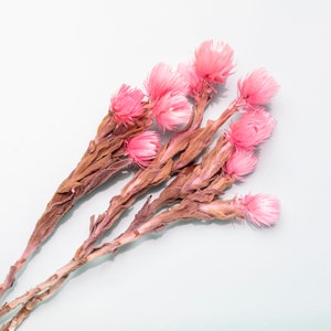 Kaaps Flower, Cape Strawflower, Natural Pink, Home Decor, Dried Flowers ...