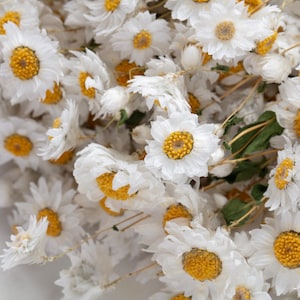 Ammobium, Dried White Daisies, Rodanthe Natural, Rustic Home Decor ...