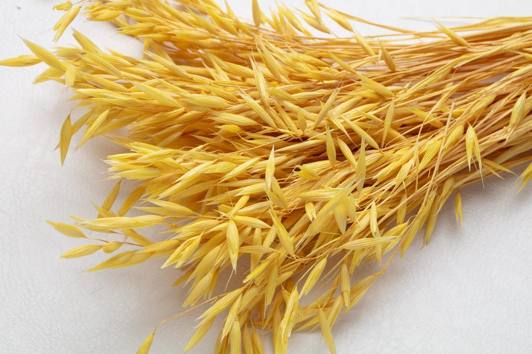 Dried Avena, Oats, Yellow Color, Natural Oats, Dry Oats, Family Wedding ...