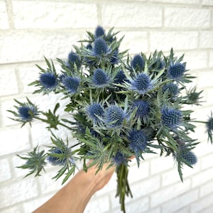 Fresh Eryngium, Natural Blue Thistle, Fresh Thistle, Natural Fresh ...
