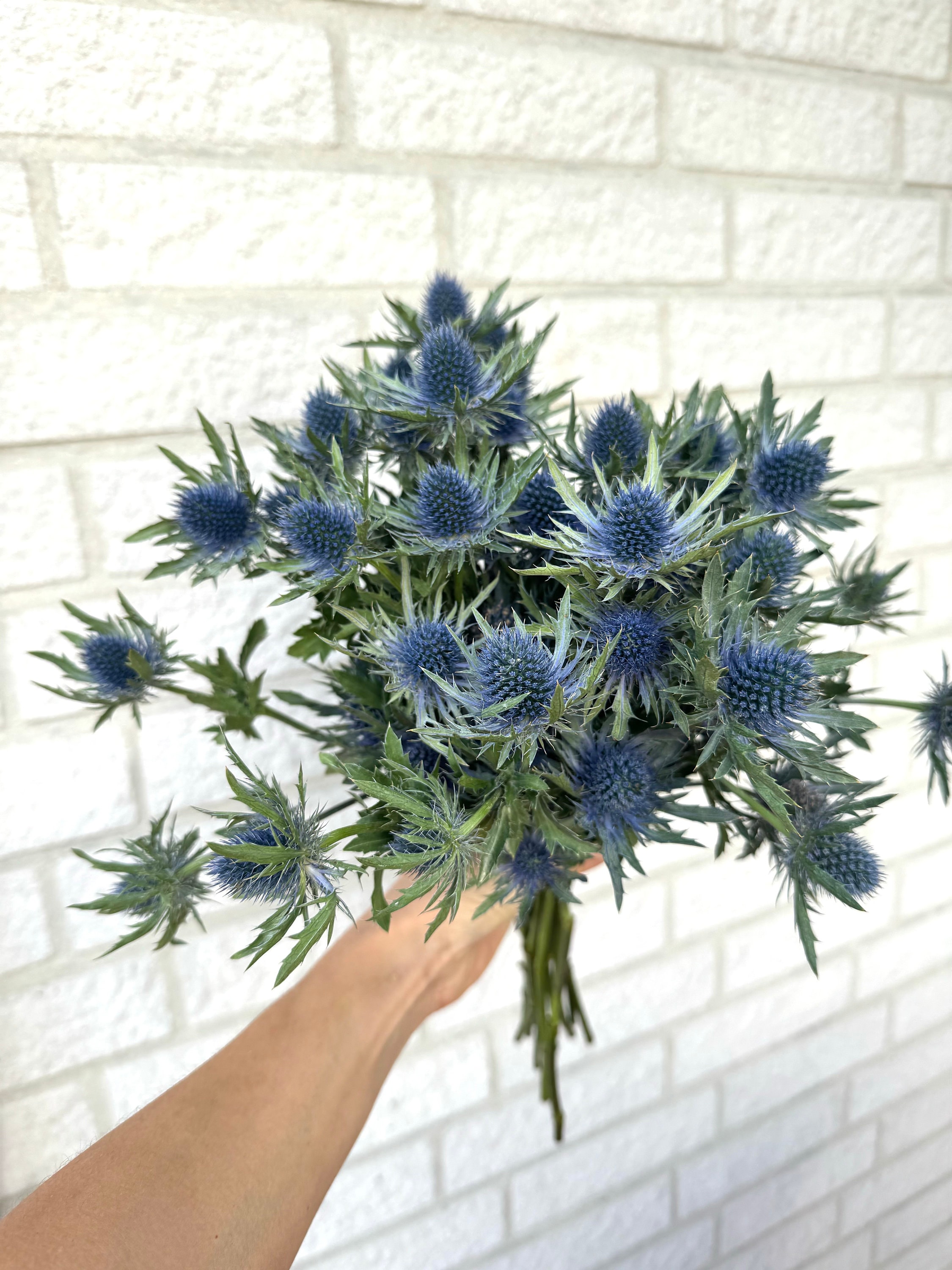 Blue thistle flower store