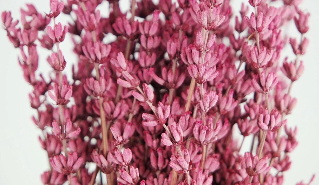 Preserved Lavender, Pink Color, Wedding Flowers, Home Decor, Lavender ...