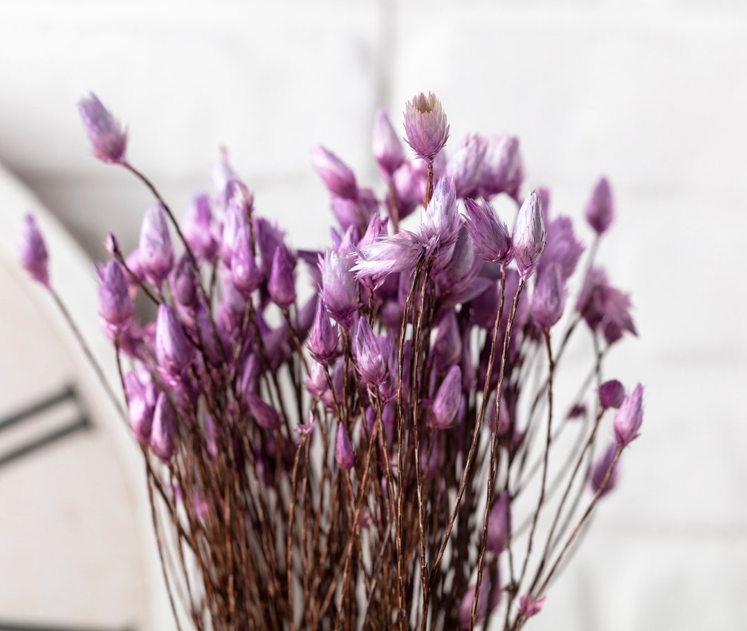Everlasting Flowers Dried Kaaps Pink Flowers Lilac Dried - Etsy