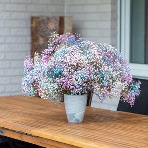 Rainbow Gypsophila, Baby Breath, Fresh Colored Gypsophila, Real Big ...