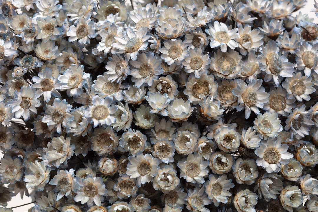 Glixia Flowers, Dried Flowers, Grey Color, Bouquet of Flowers, Wedding ...