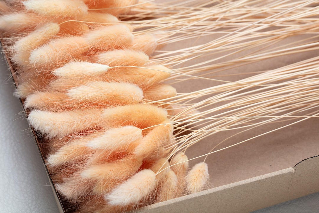 Peach Bunny Lagurus Tails, Bleached Dried Lagurus, Dried Grass, Rabbit Tails Bunch, Peach Decor ...