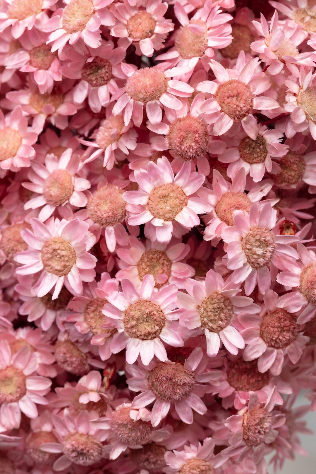 Glixia Flowers, Pink Color, Dried Marcela, Dried Flowers, Bouquet of ...