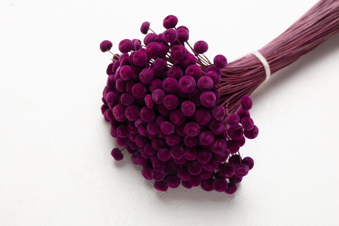 Amarelino Farbe Pflaume, getrockneter Boton, lila Pflaume Farbe, Mini ...