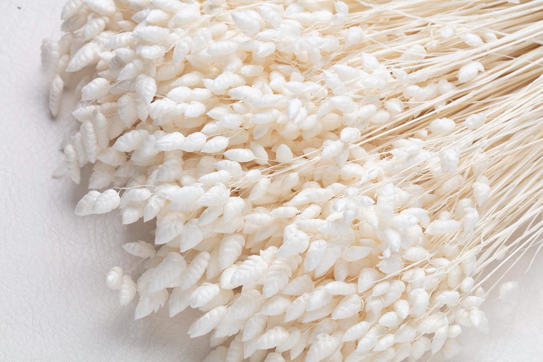 Dried Briza Maxima, Bleached White Color, Dried Flowers, Quaking Grass ...