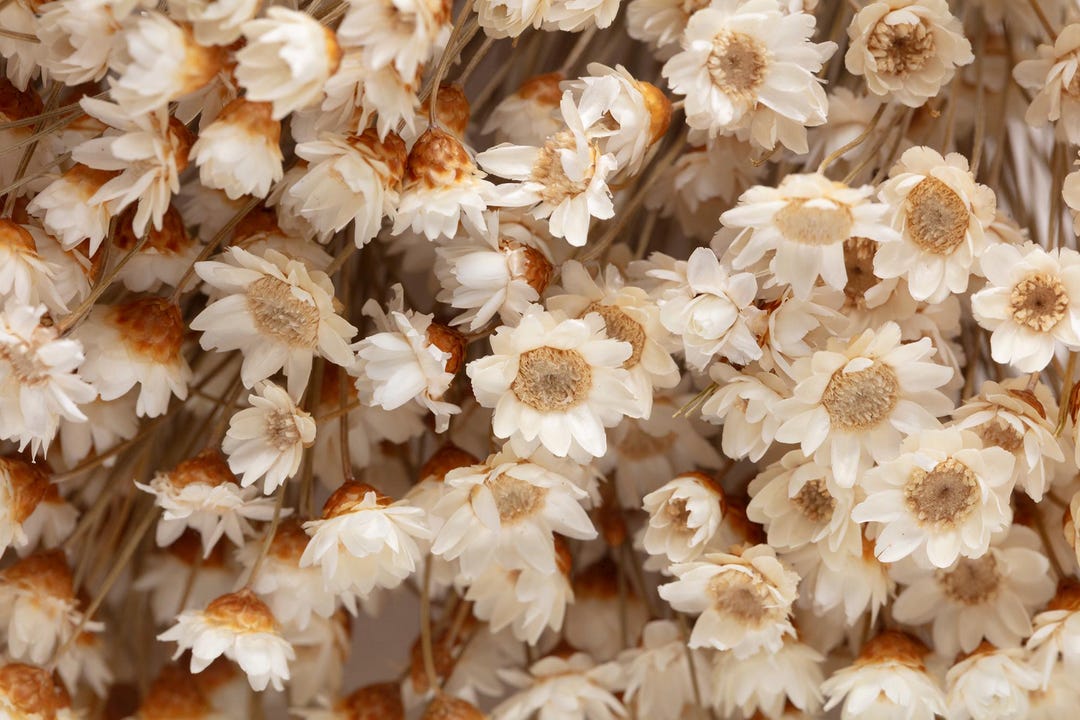 Glixia Dried Flowers, Natural Color, Dried Flowers, Bouquet of Flowers ...
