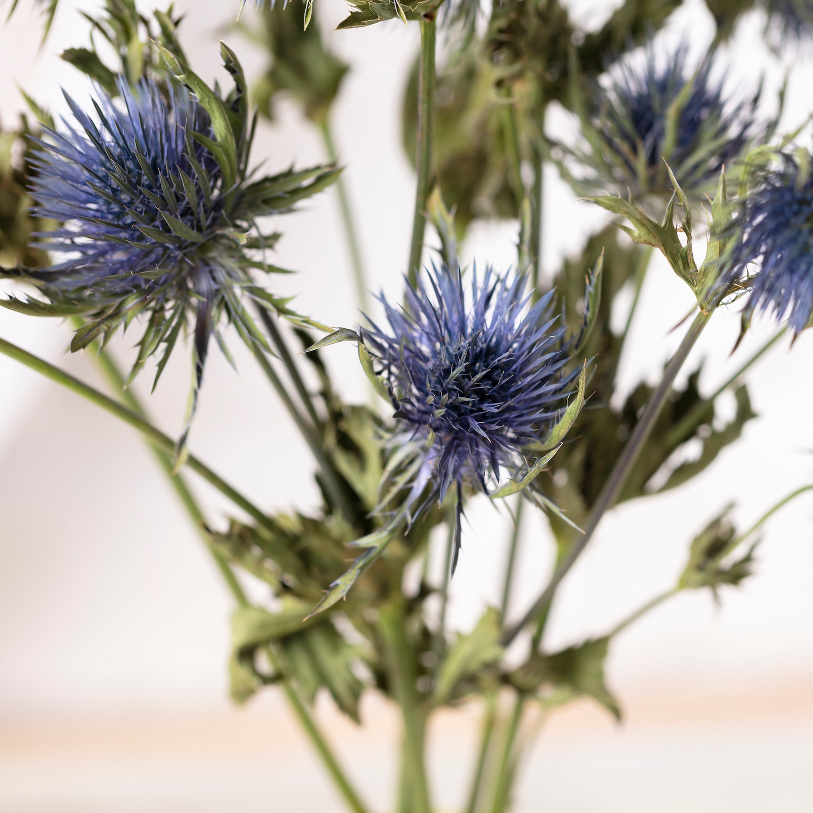 Dried Eryngium, 1 Natural Blue Thistle, Dried Thistle, Natural Dried ...