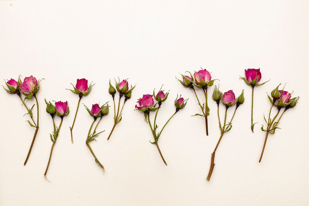 Dried Mini Rose Flower for Resin, Jewelry, Dry Red Mini Roses, Small ...