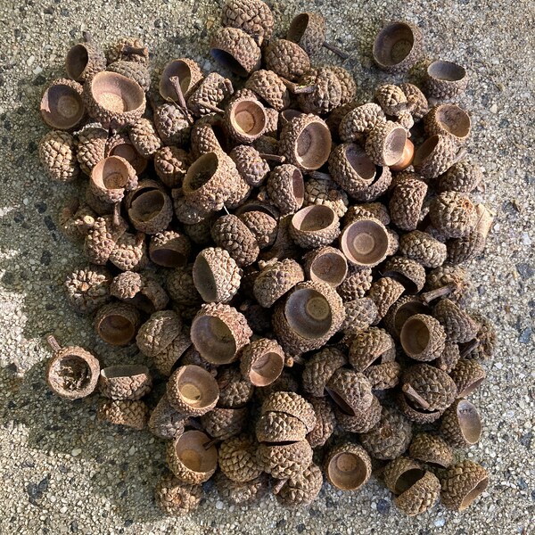 Natural Acorn Caps - Etsy