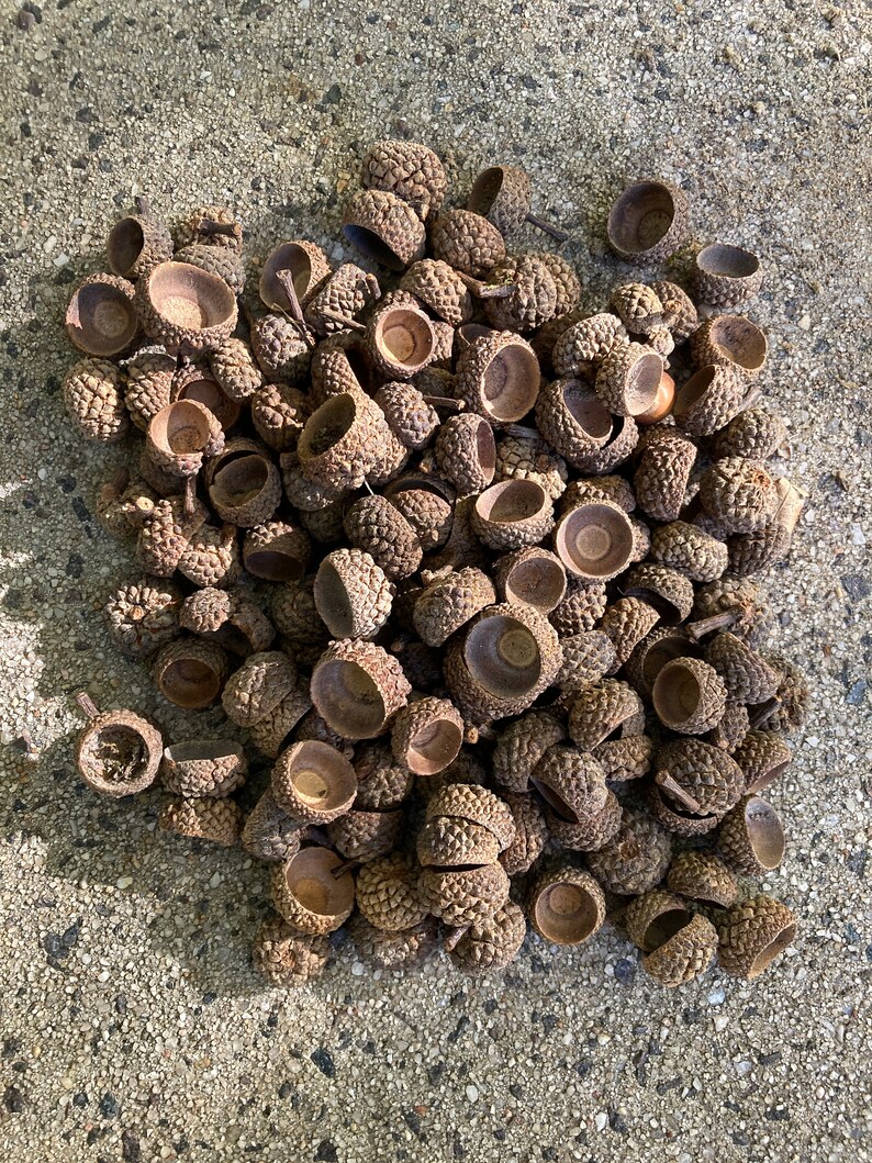 50 Acorn Caps - Etsy