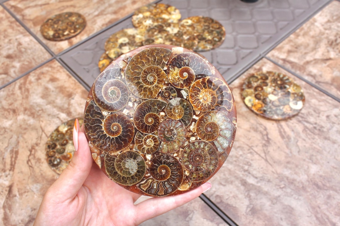 Ammonite Fossil Coasters | Coaster Sets With Anti-scratch Silicone Back ...