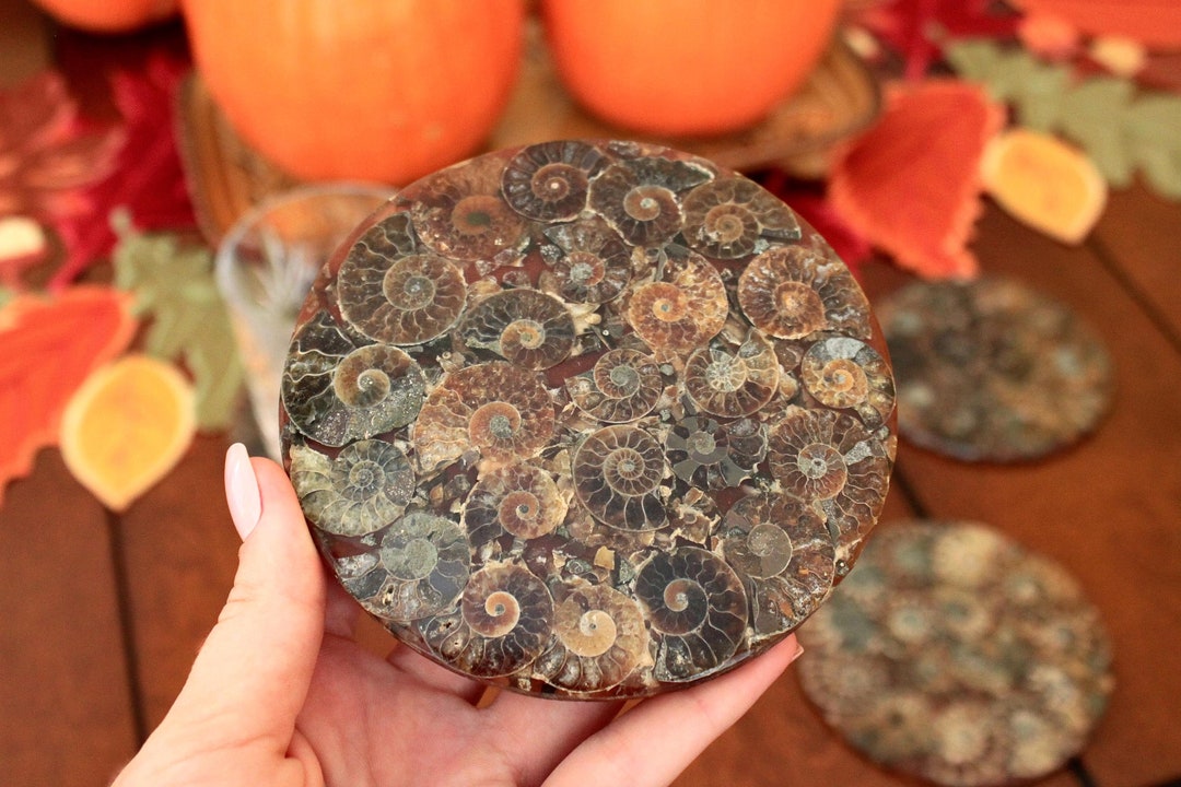 Ammonite Coaster Sets, Stone Coasters, Crystal Coasters, Ammonite ...