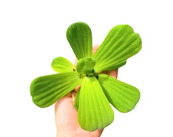 Dwarf Water Lettuce Live Aquarium Floating Plant - Etsy