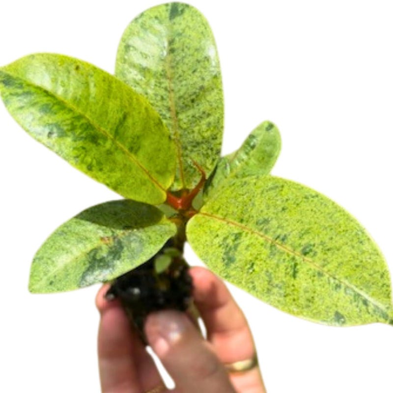 Rubber Plant Live - Etsy