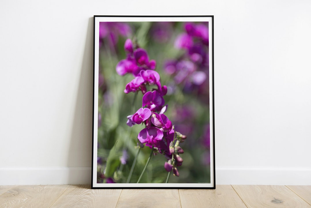 Sweat Pea Flower Poster, Digital Photo, Flower Poster, Sweet Peas ...