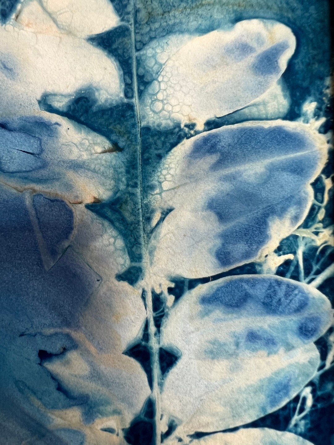 Cyanotype- 8 X 10, Ready to Frame, Photography Print, Blueprint, Sun ...