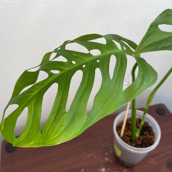 Variegated Monstera Esqueleto - Etsy