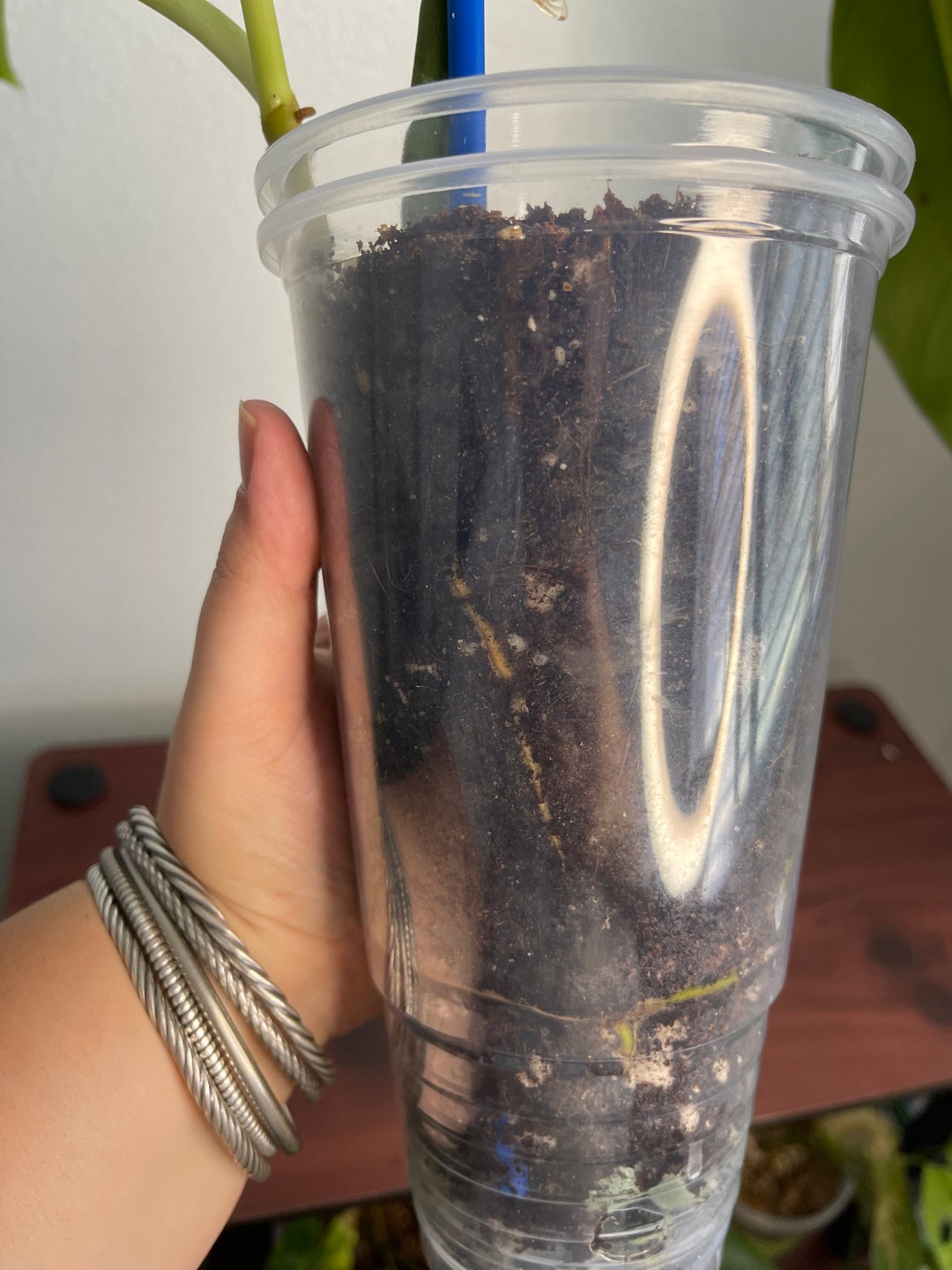 Philodendron Jerry Horne - Etsy