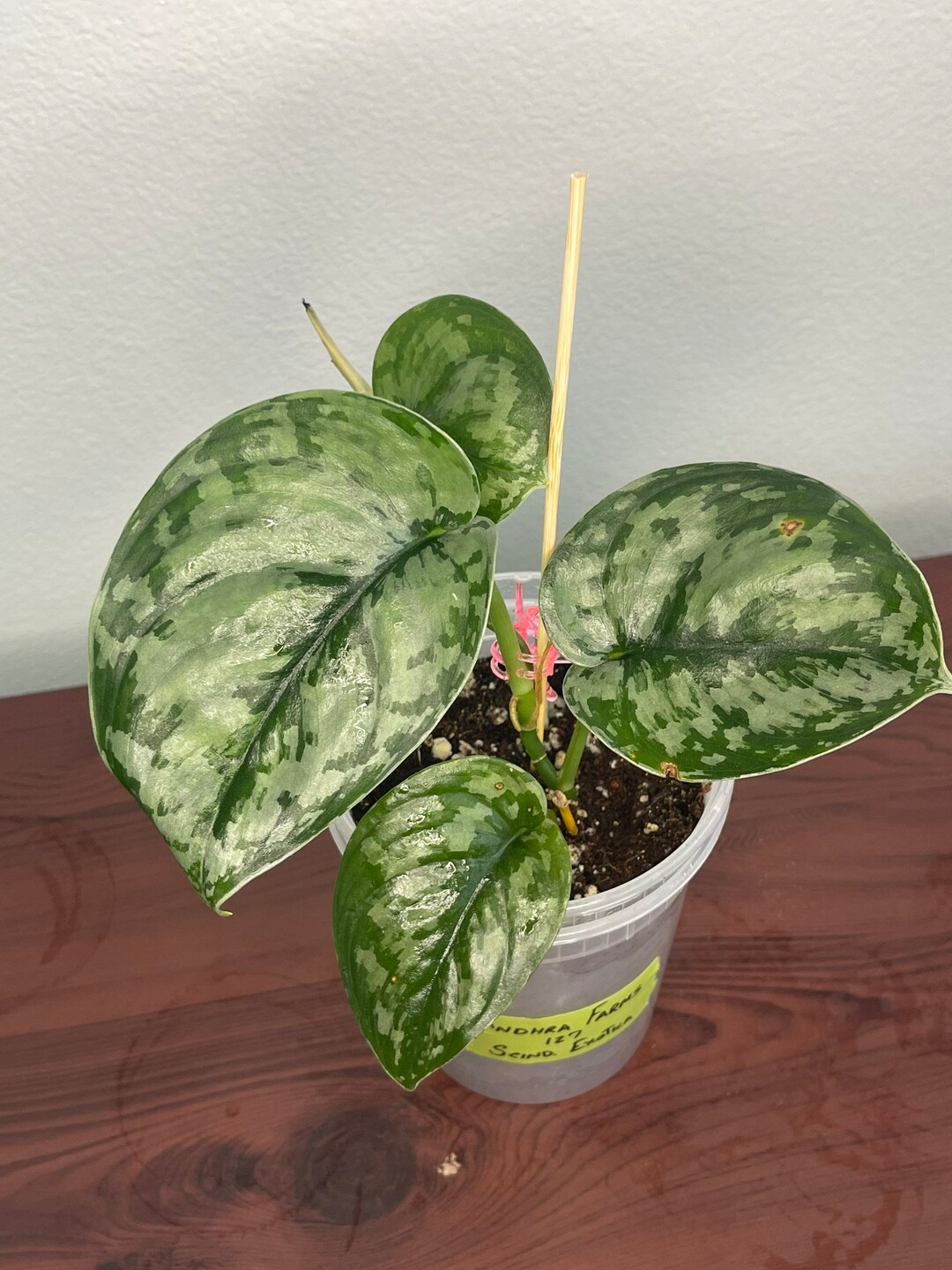 Scindapsis Exotica - Etsy