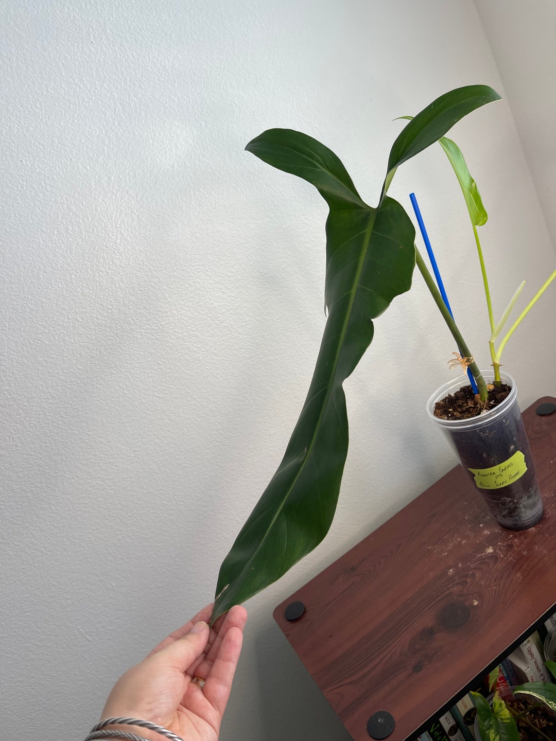 Philodendron Jerry Horne - Etsy